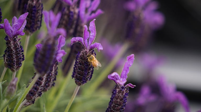 Backyard Beekeeping: a beginner's guide